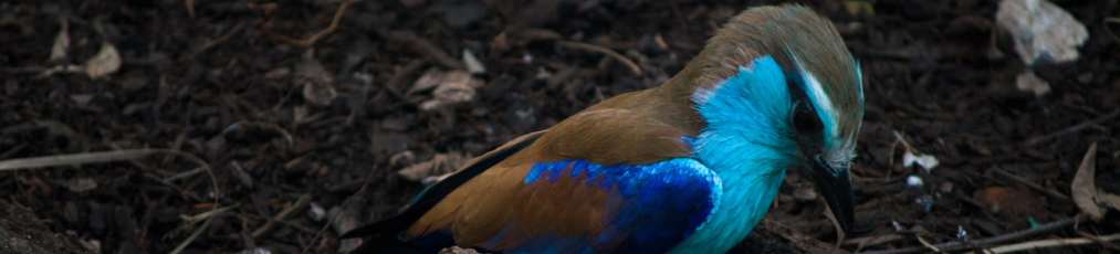 Your Name is Nightingale – Skeleton At The Feast